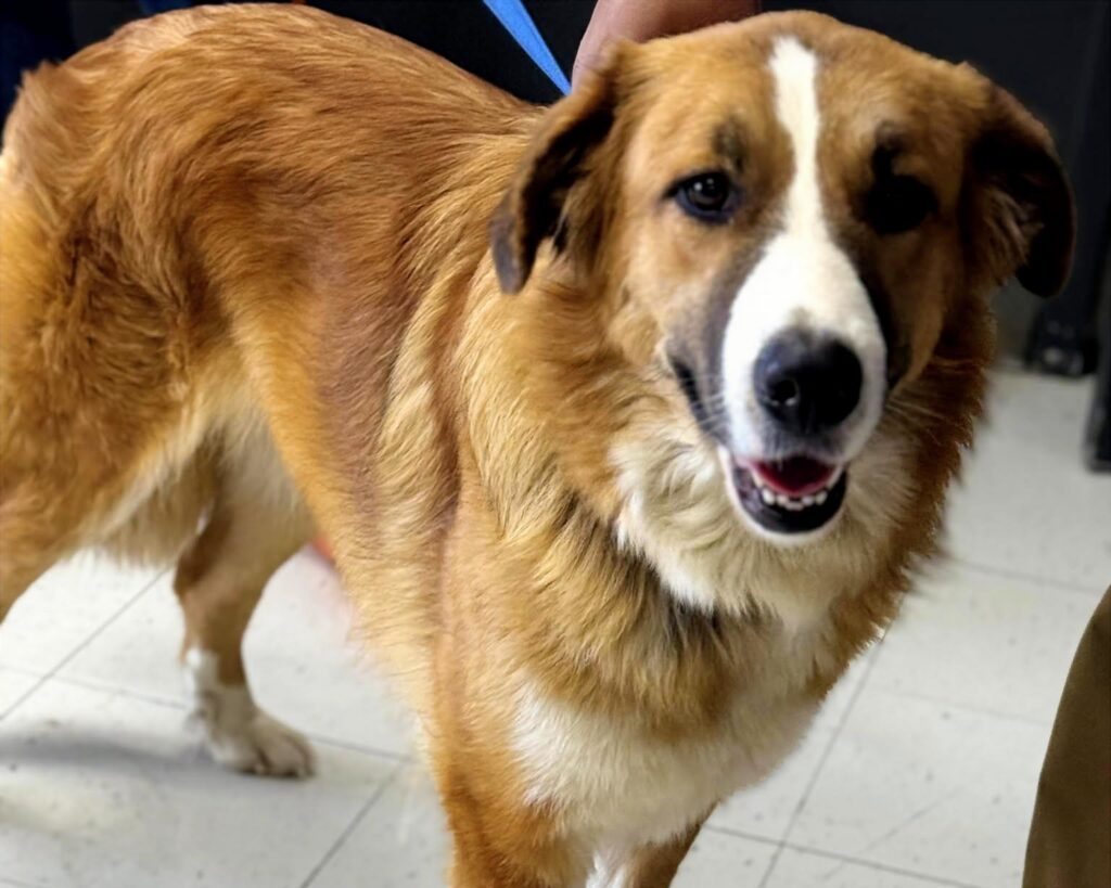 Saving Paws Animal Rescue of Kentucky – Until they all have a home….